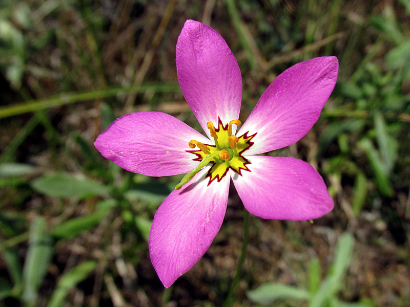 Marvelous Marsh Pink – Enjoy the Oslo Riverfront Conservation Area