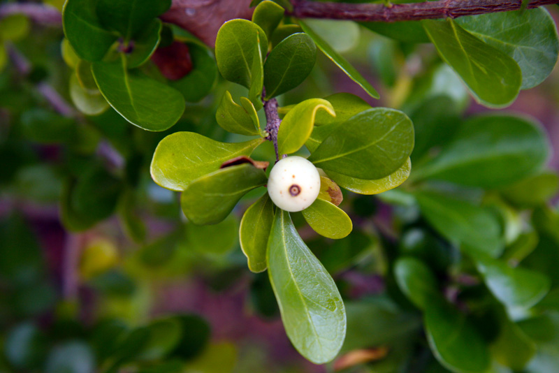 White indigo berry – Enjoy the Oslo Riverfront Conservation Area