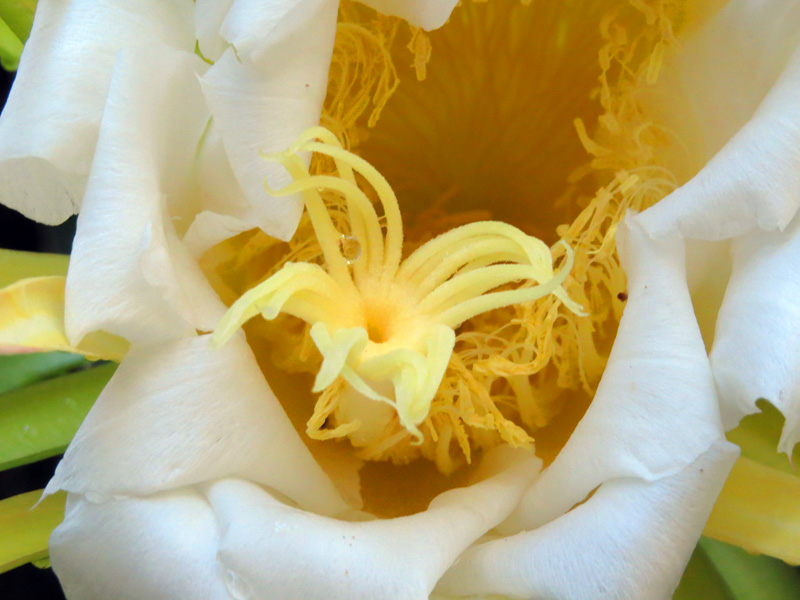 Night pollinators – Enjoy the Oslo Riverfront Conservation Area