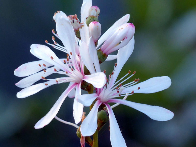 Tarflower: Why so sticky? – Enjoy the Oslo Riverfront Conservation Area