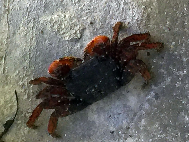 Mangrove Root Crab Mystery – Enjoy the Oslo Riverfront Conservation Area