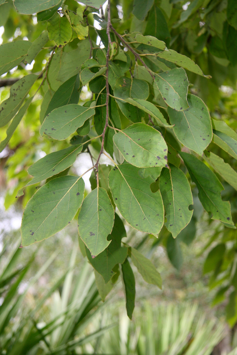 Throwback Thursday: Potatotree? – Enjoy the Oslo Riverfront ...