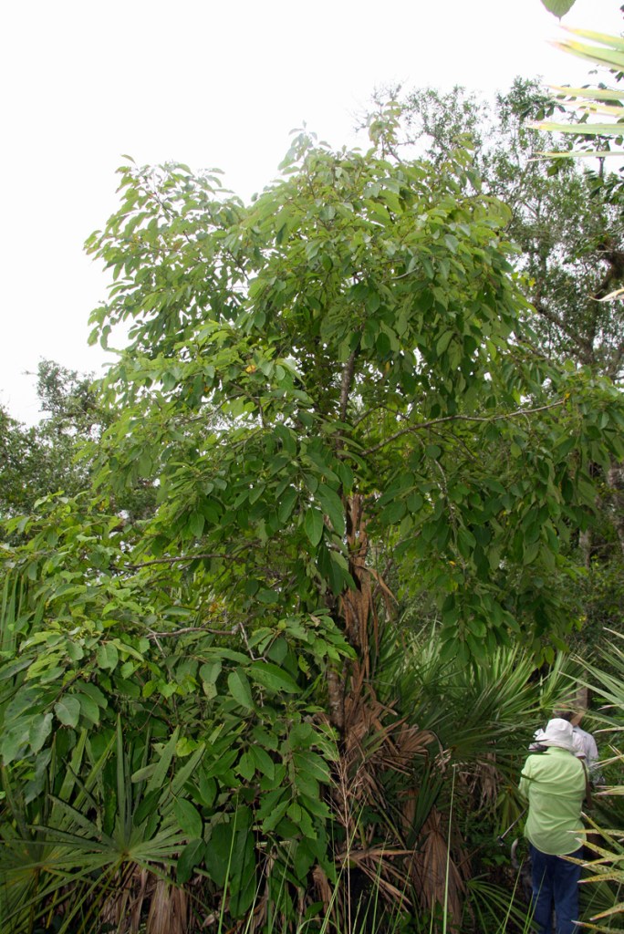 Throwback Thursday: Potatotree? – Enjoy the Oslo Riverfront ...