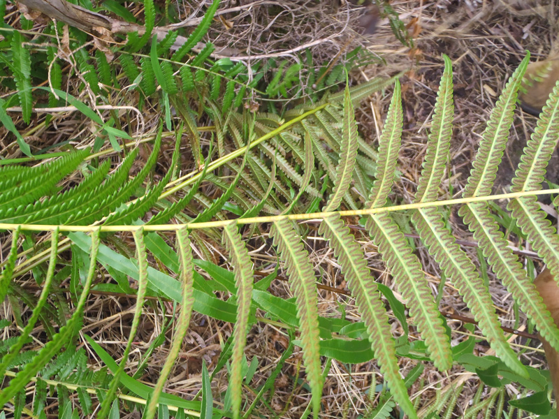 Throwback Thelypteris Thursday: Hottentot or Willdenow’s Fern – Enjoy ...