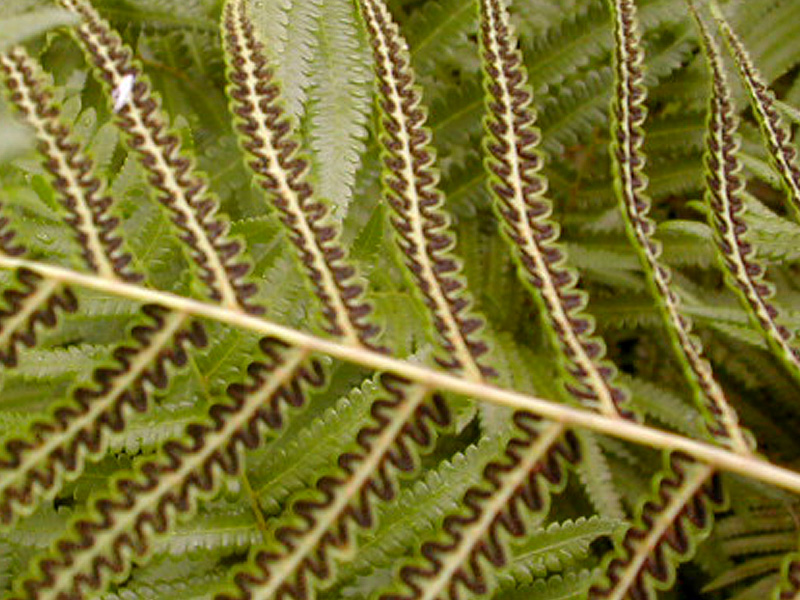 Throwback Thelypteris Thursday: Hottentot or Willdenow’s Fern – Enjoy ...