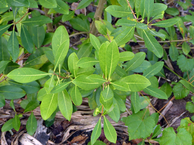 Ansin Tract Conservation Area Walk – Xeric scrub – Enjoy the Oslo ...