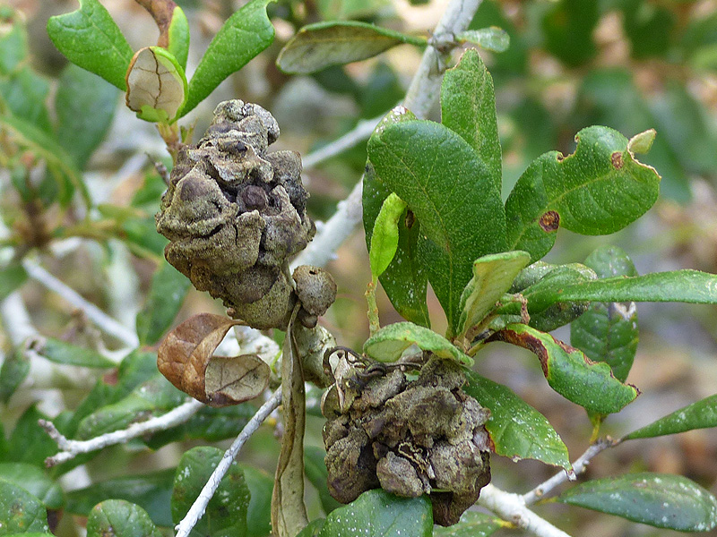 Galls – Intimate Interactions – Enjoy the Oslo Riverfront Conservation Area