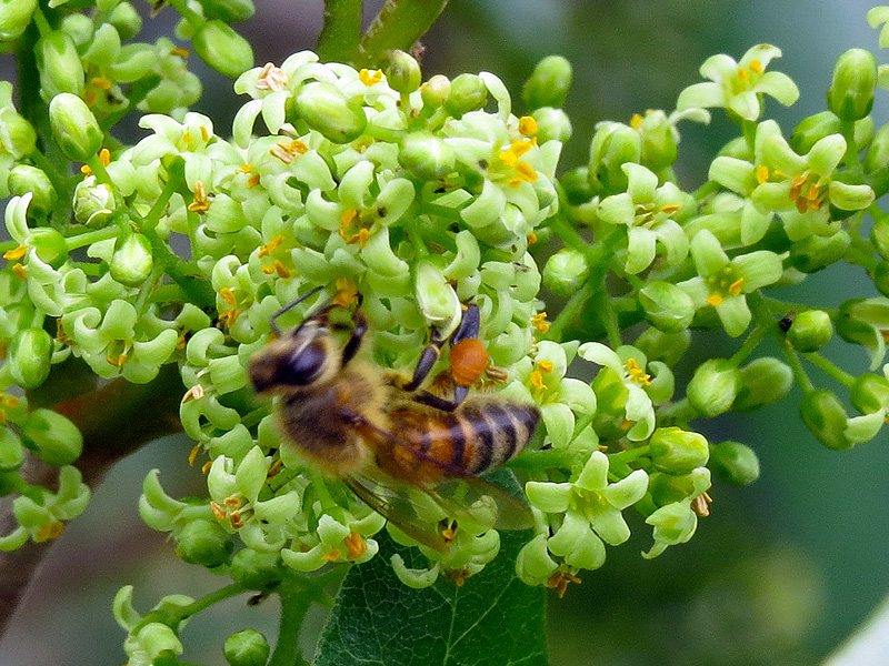 8/19/2017: Happy National Honeybee Day! – Enjoy the Oslo Riverfront ...