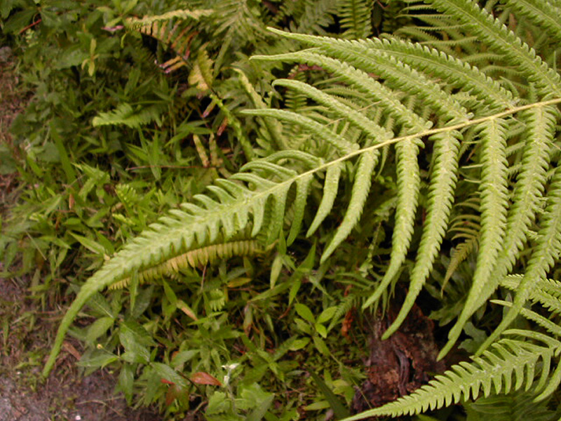 Throwback Thelpyteris Thursday: Southern Shield Fern – Enjoy the Oslo ...