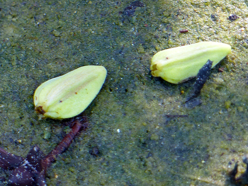 Piles & piles of propagules – Enjoy the Oslo Riverfront Conservation Area