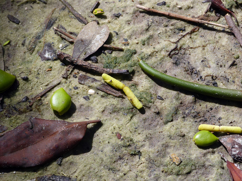 Piles & piles of propagules – Enjoy the Oslo Riverfront Conservation Area