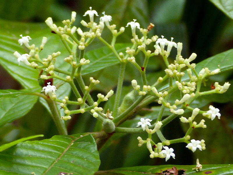 Botany Lesson #1: Heterostyly – Enjoy the Oslo Riverfront Conservation Area