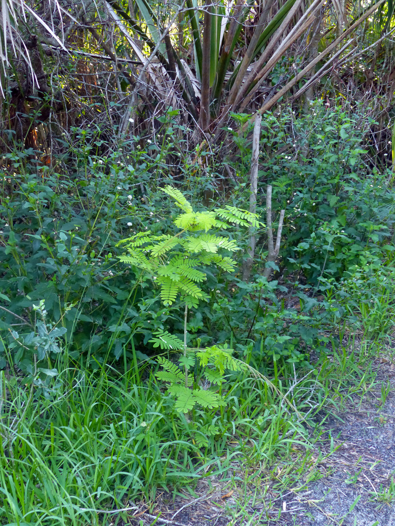 Weeds Of Wednesday: East Indian walnut or lebbeck tree – Enjoy the Oslo ...