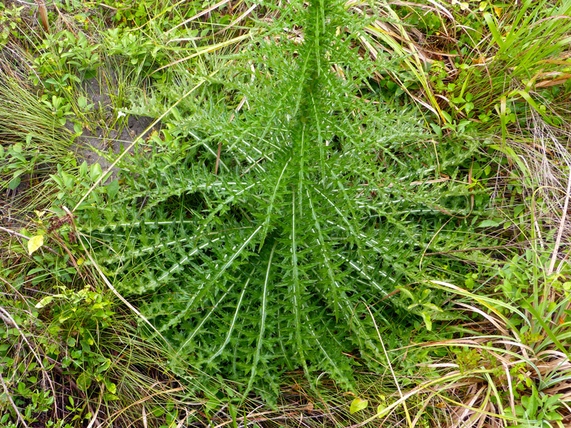 Happy National Weed Appreciation Day! – Enjoy the Oslo Riverfront ...