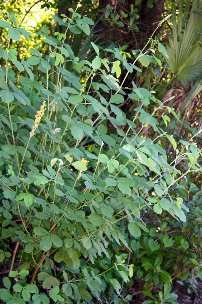Weeds of Wednesday: Smooth Rattlebox – Enjoy the Oslo Riverfront ...