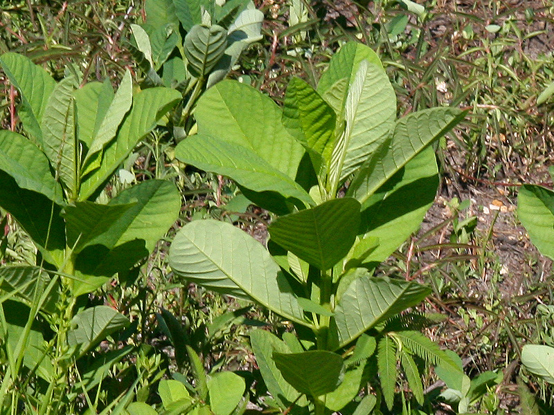 Weeds of Wednesday: Showy but Poisonous Rattlebox – Enjoy the Oslo ...
