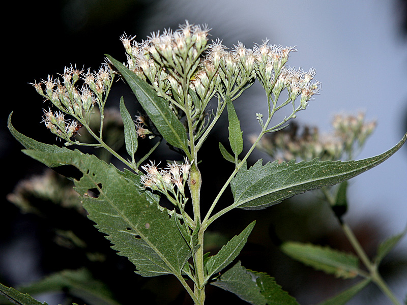 Weeds of Wednesday: A Tale of 2 Eupatoriums #2 – Enjoy the Oslo ...