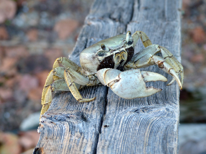 Curious, Climbing Crab – Enjoy the Oslo Riverfront Conservation Area