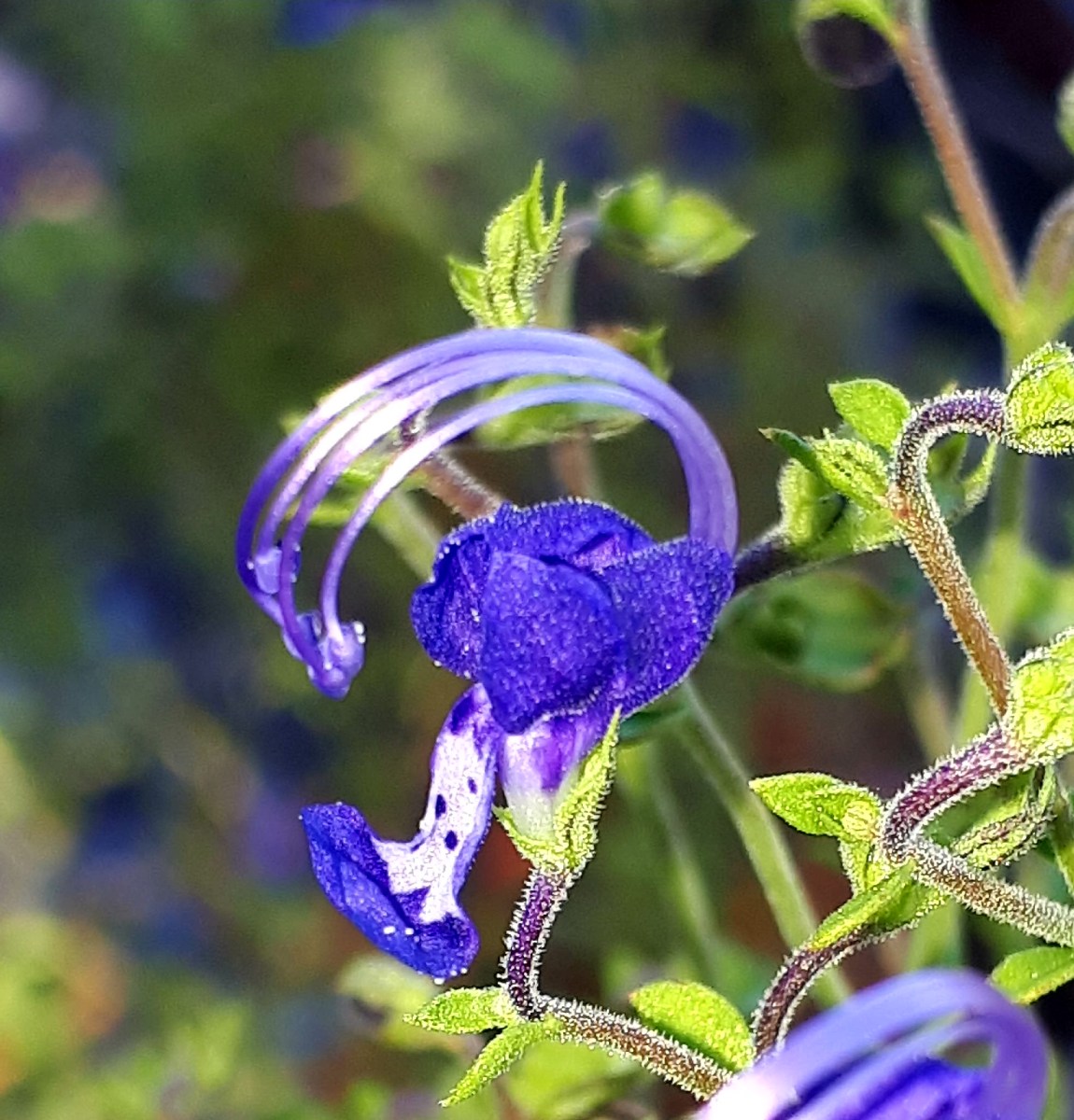Beautiful Blue Curls – Enjoy the Oslo Riverfront Conservation Area
