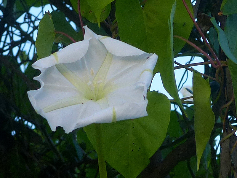 Weeds of Wednesday: Mooning You! – Enjoy the Oslo Riverfront ...