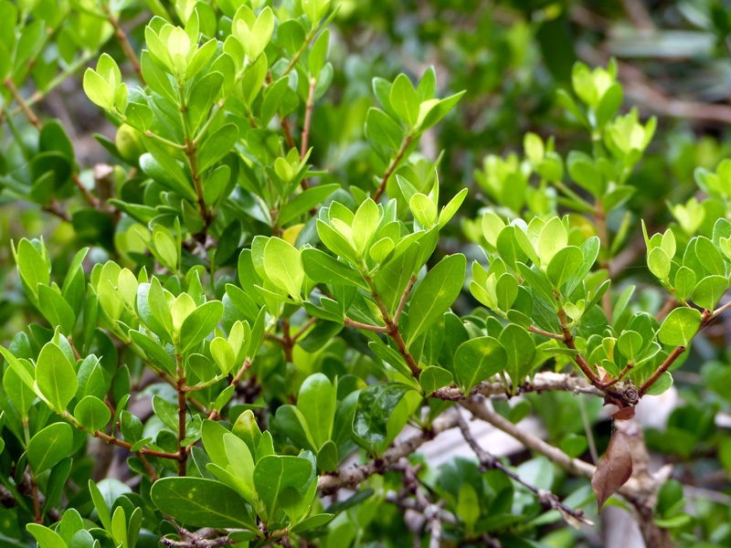 Radiant Randia – Enjoy the Oslo Riverfront Conservation Area