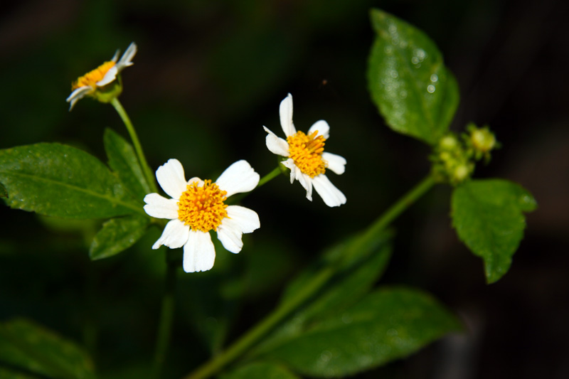 Weeds of Wednesday: Common beggarticks – Enjoy the Oslo Riverfront ...