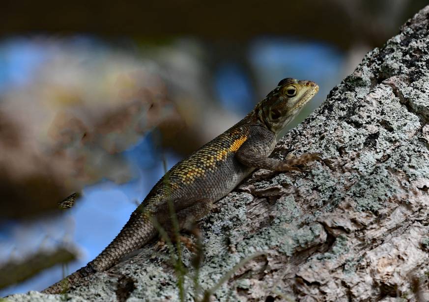 African Rainbow Lizard – Be on the Lookout – Enjoy the Oslo Riverfront ...