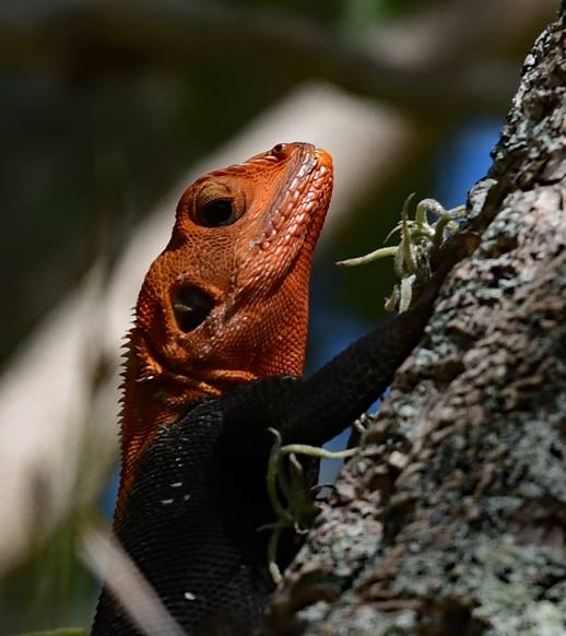 African Rainbow Lizard – Be on the Lookout – Enjoy the Oslo Riverfront ...