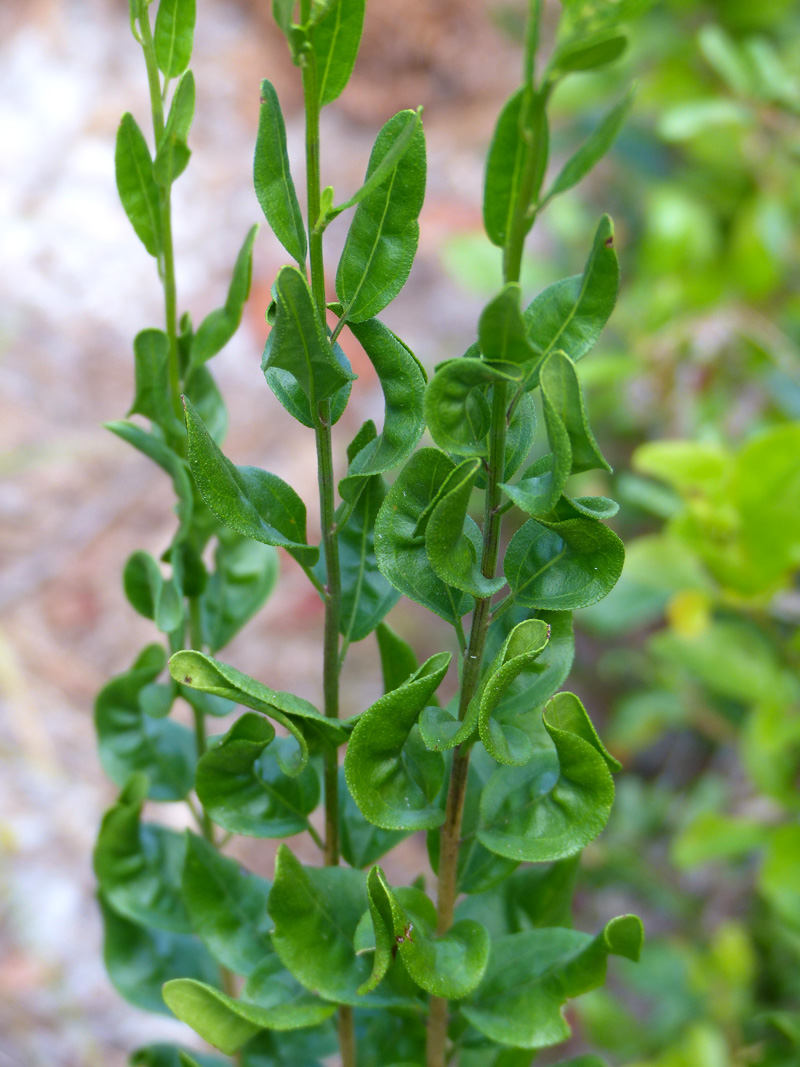 Fair Flower – Faey’s palafoxia – Enjoy the Oslo Riverfront Conservation ...