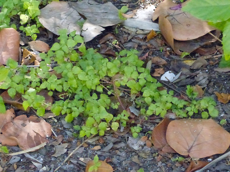 Weeds of Wednesday: Florida Pellitory – Enjoy the Oslo Riverfront ...