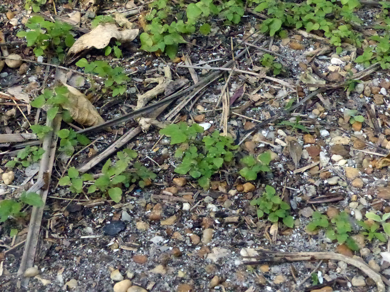 Weeds of Wednesday: Florida Pellitory – Enjoy the Oslo Riverfront ...