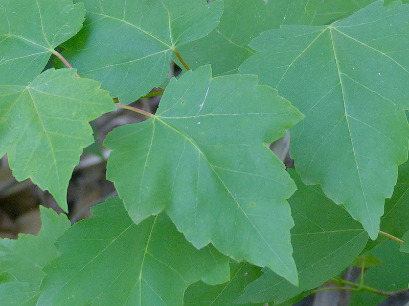 Marvelous Maple – Enjoy the Oslo Riverfront Conservation Area
