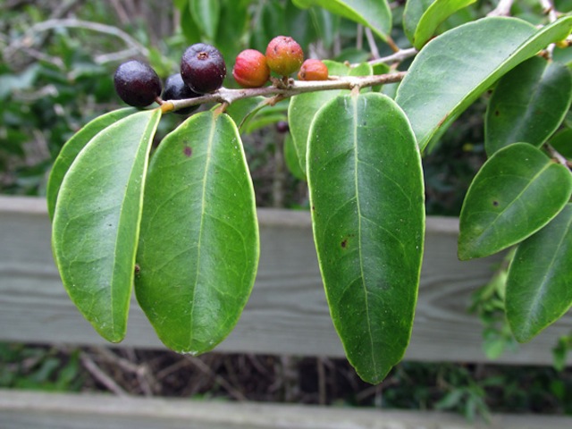 Wonderful white stopper – Enjoy the Oslo Riverfront Conservation Area