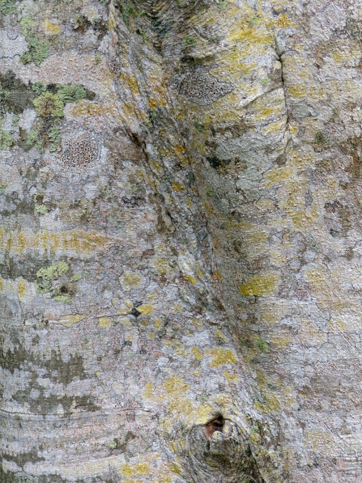 Strangler fig – Enjoy the Oslo Riverfront Conservation Area