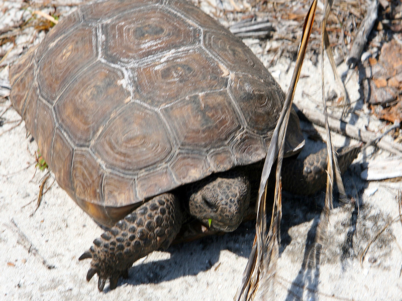 Florida Gopher Tortoise Day – Enjoy the Oslo Riverfront Conservation Area