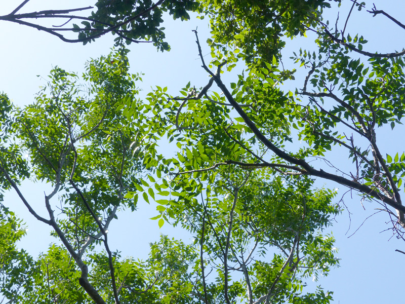 “Spice” Tree? – Enjoy the Oslo Riverfront Conservation Area