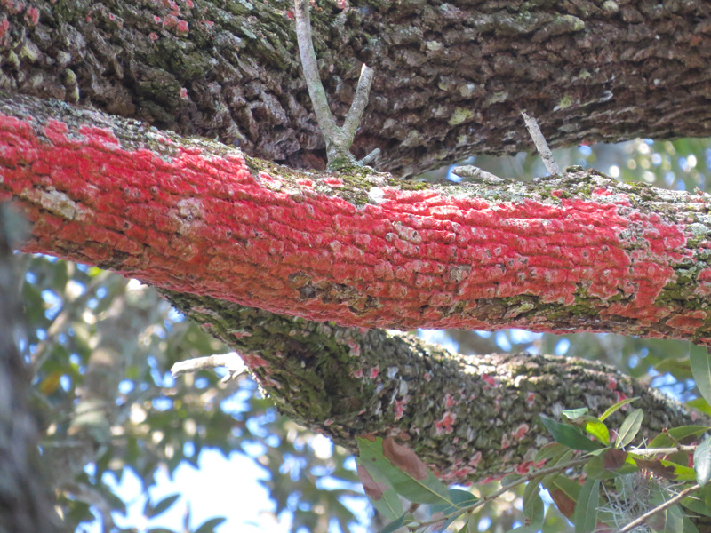 Red Lichen On Trees 15 Tree Fungus Types: How To Identify (and Treat)