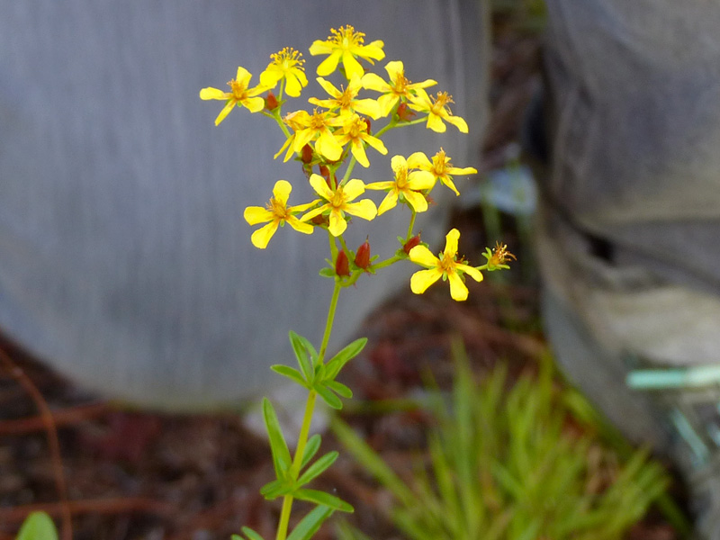 Holy Hypericums – Enjoy the Oslo Riverfront Conservation Area