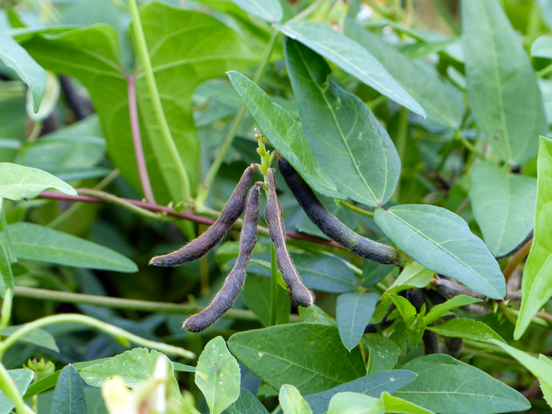 Weeds of Wednesday: Hairy Cowpea – Enjoy the Oslo Riverfront ...