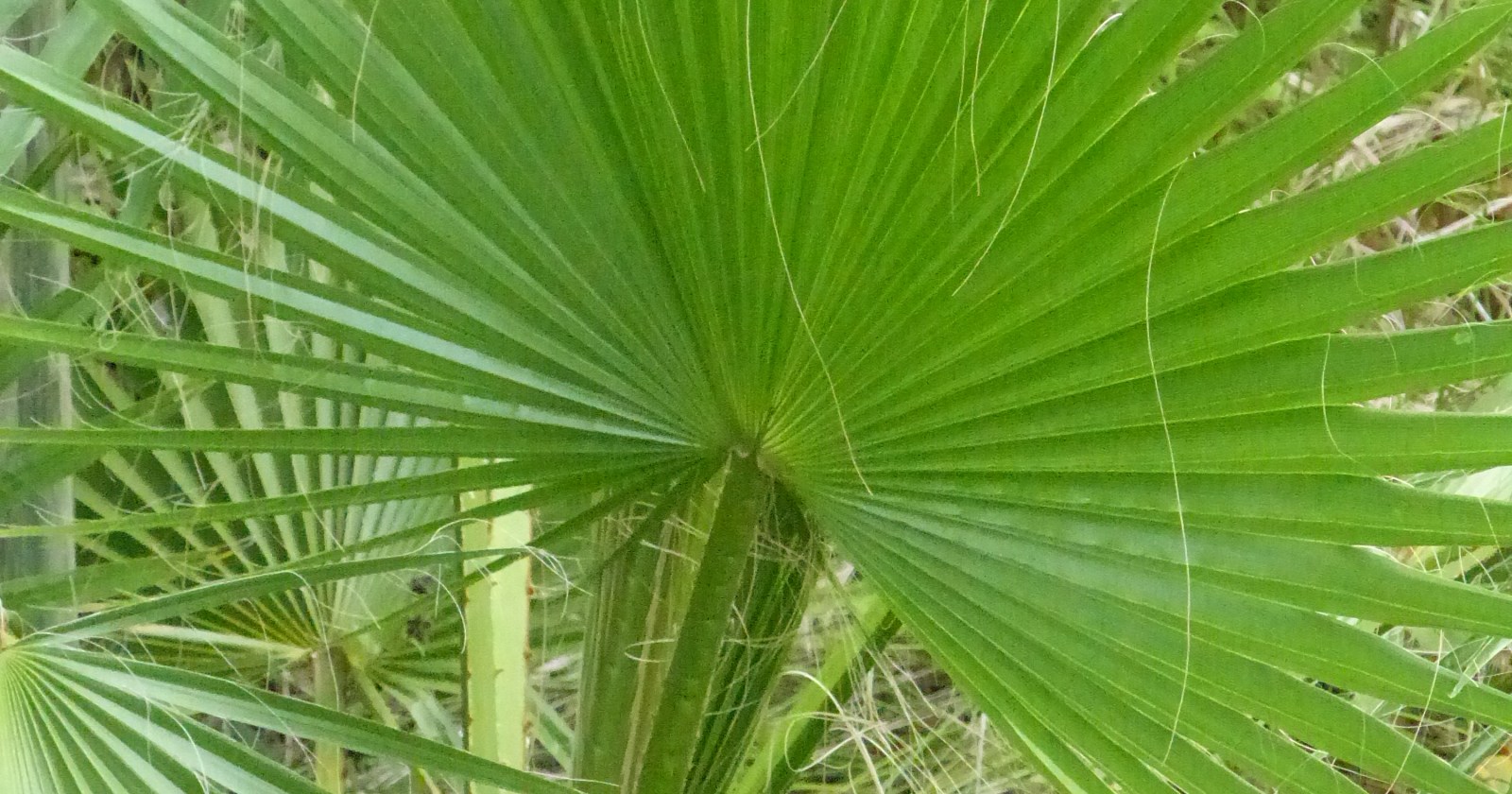 Weeds of Wednesday: Mexican Fan Palm – Enjoy the Oslo Riverfront ...
