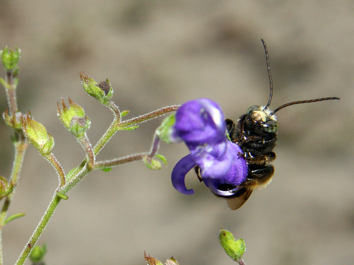 Early Bird Flower – Enjoy the Oslo Riverfront Conservation Area