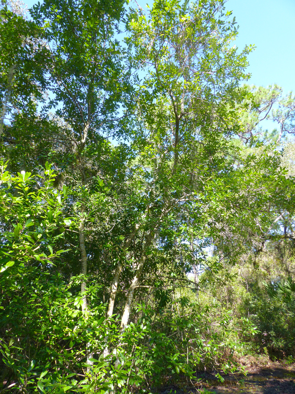 Holly Jolly – Enjoy the Oslo Riverfront Conservation Area