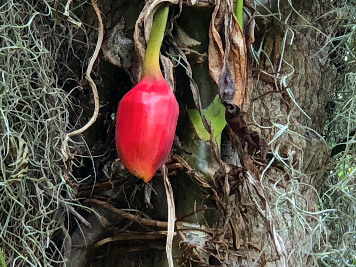 Weeds of Wednesday: Seeing Red – Enjoy the Oslo Riverfront Conservation ...