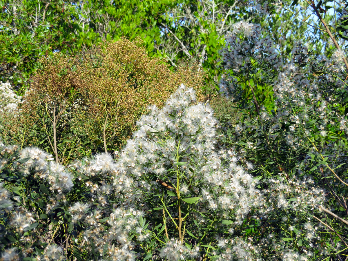 Sad Saltbush or Sea myrtle – Enjoy the Oslo Riverfront Conservation Area