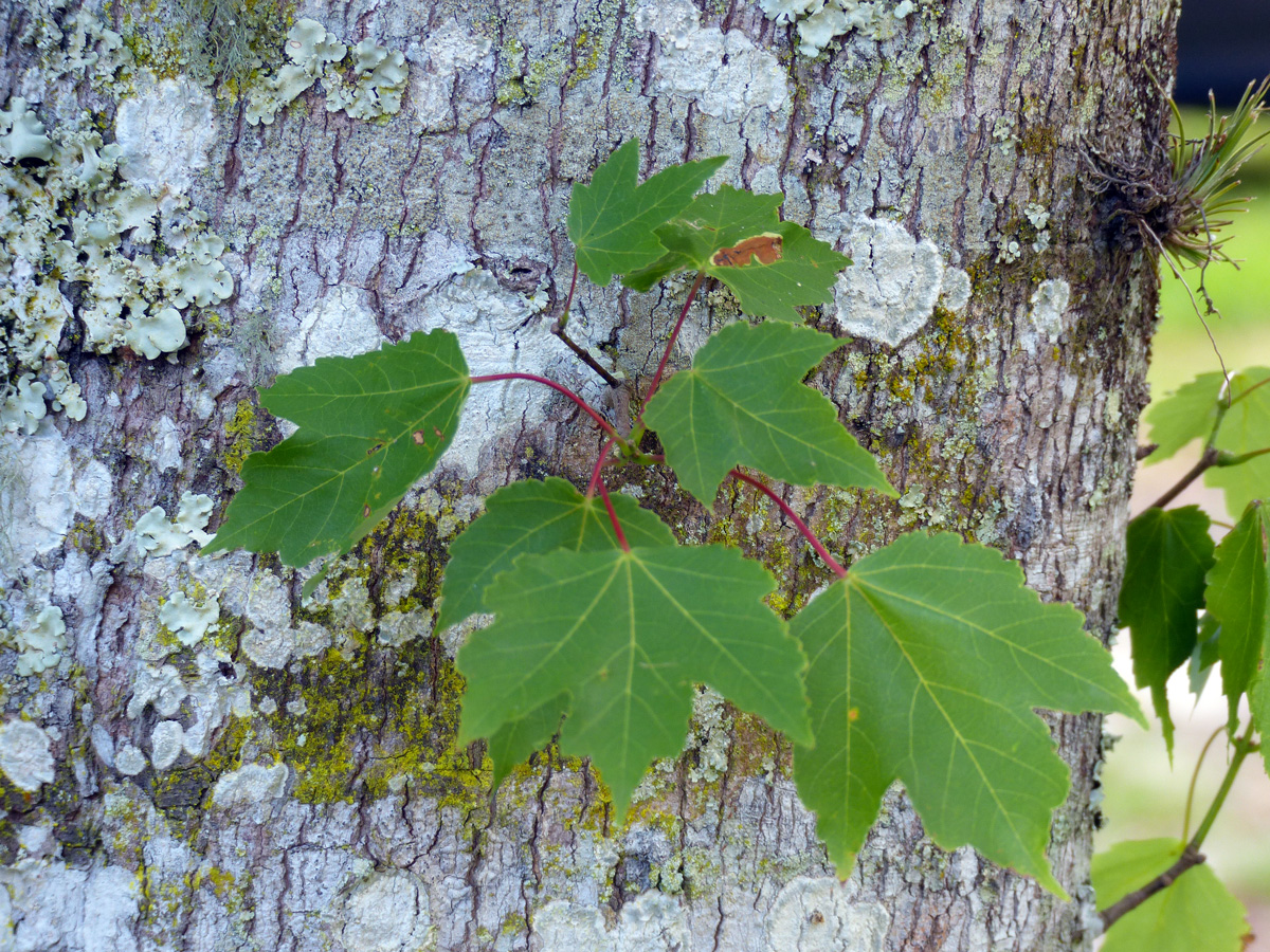 Red Maple and Southern Needleleaf – Enjoy the Oslo Riverfront ...