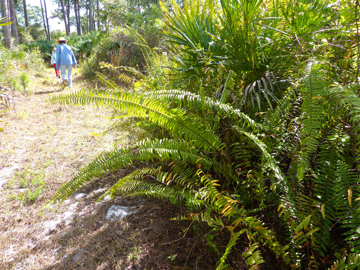 Fern Friday: Wild Boston Fern – Enjoy the Oslo Riverfront Conservation Area