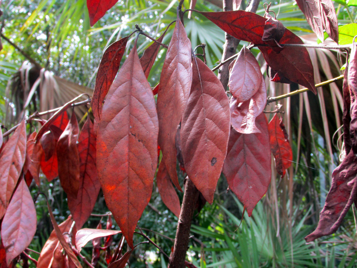Laurel Wilt Sadness – Enjoy the Oslo Riverfront Conservation Area