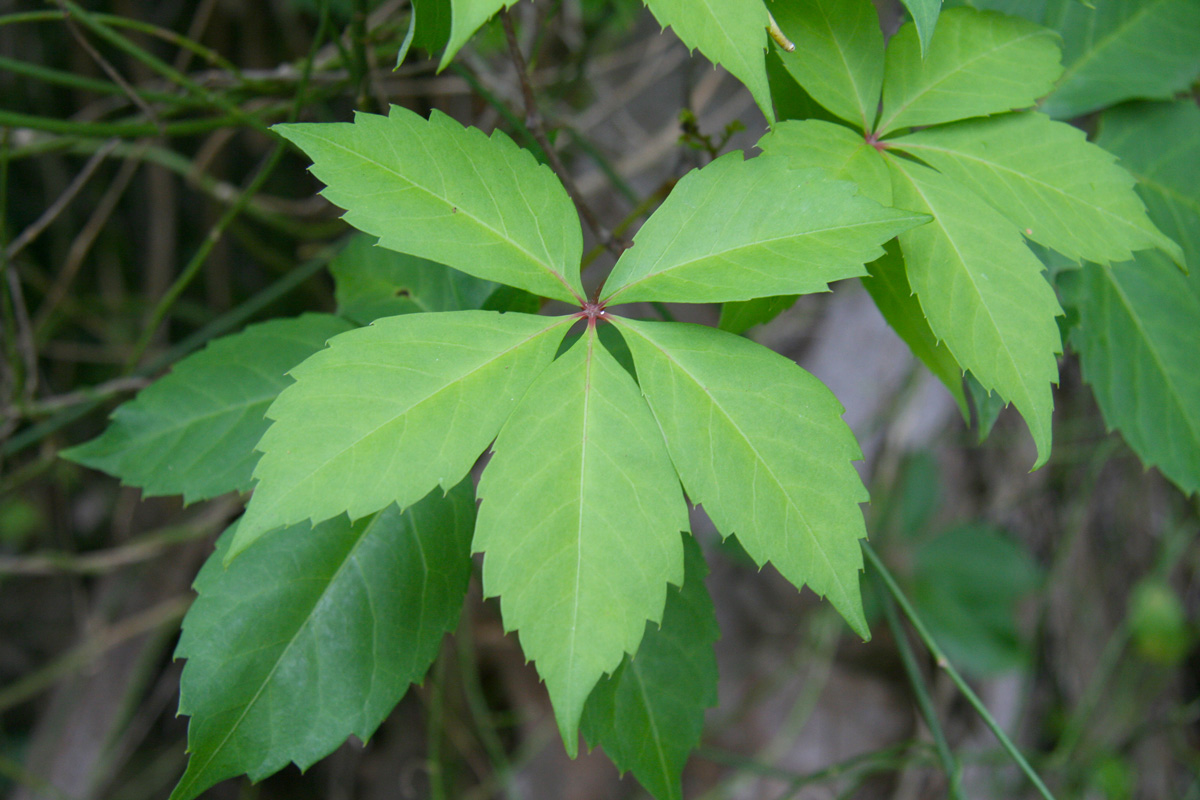 Leaves of 5, Let It Thrive – Enjoy the Oslo Riverfront Conservation Area