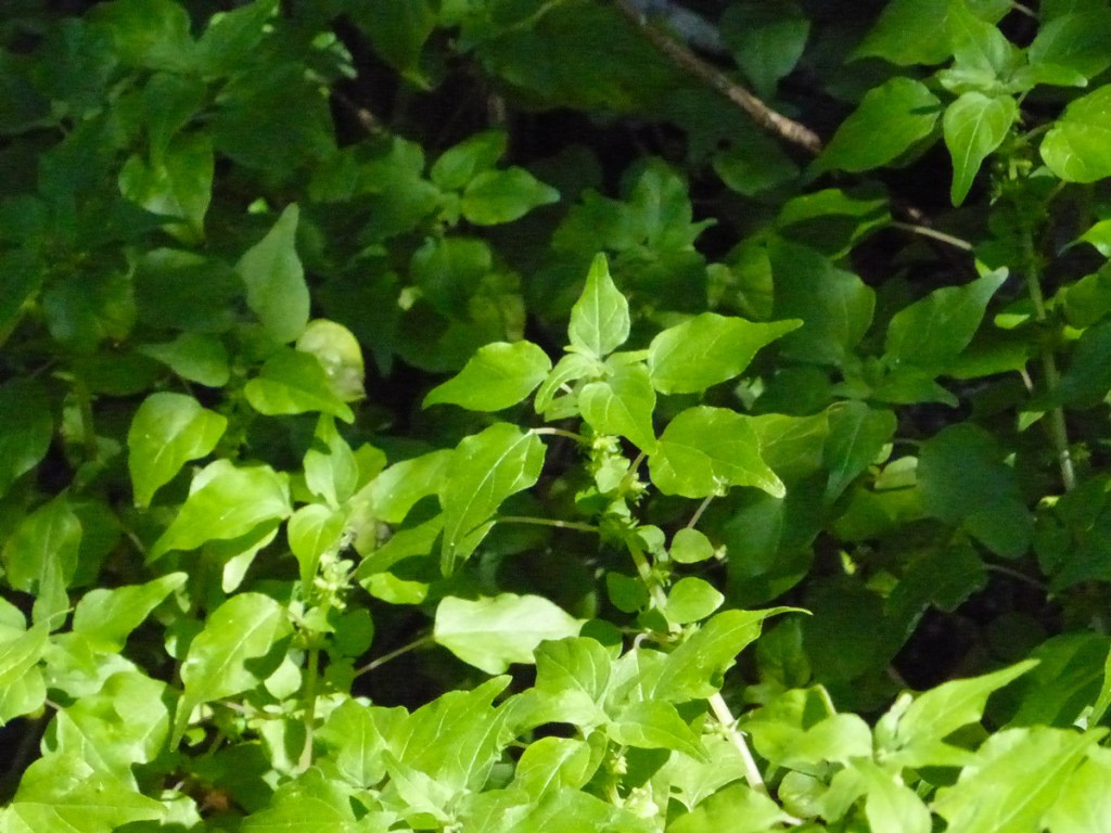 Oyster Bar Marsh – Enjoy the Oslo Riverfront Conservation Area