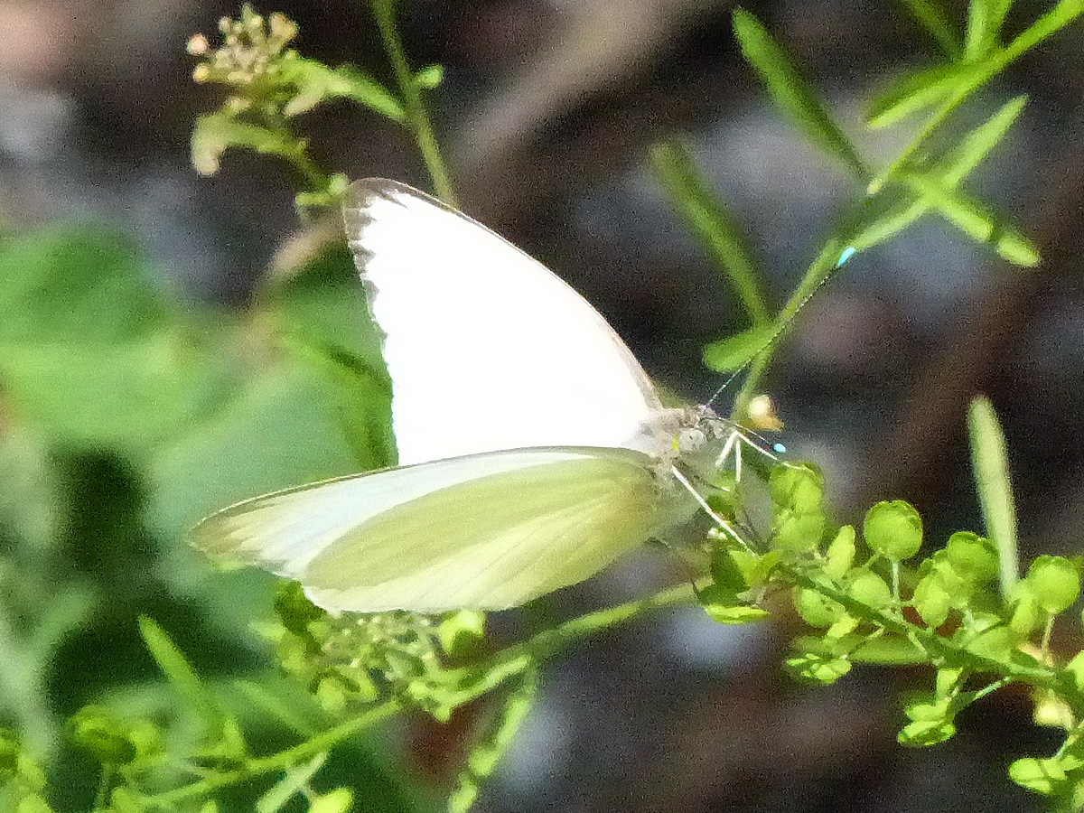 Oyster Bar Marsh – Enjoy the Oslo Riverfront Conservation Area